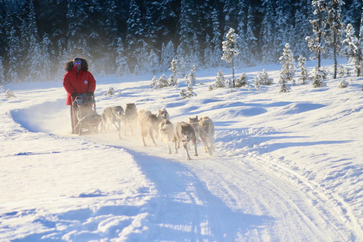 Iditarod Gear: To bring or not to bring. That is the question - Robert ...