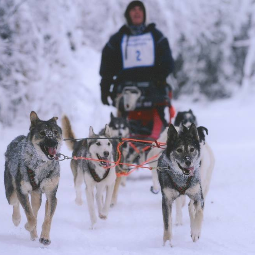 How Sled Dogs Teach Leadership | Midlife Reinvention with Dr. Robert ...